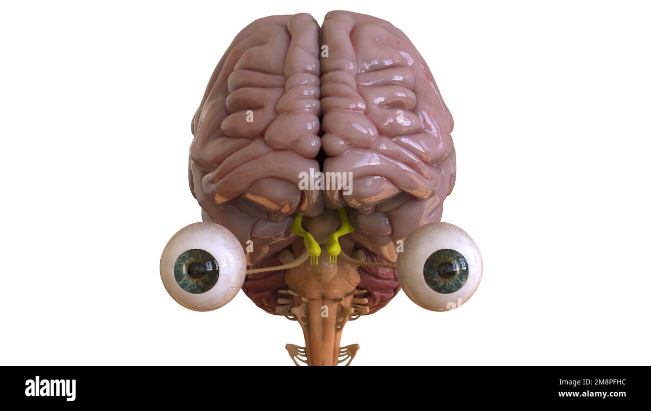 Real Human Brains With Eyes