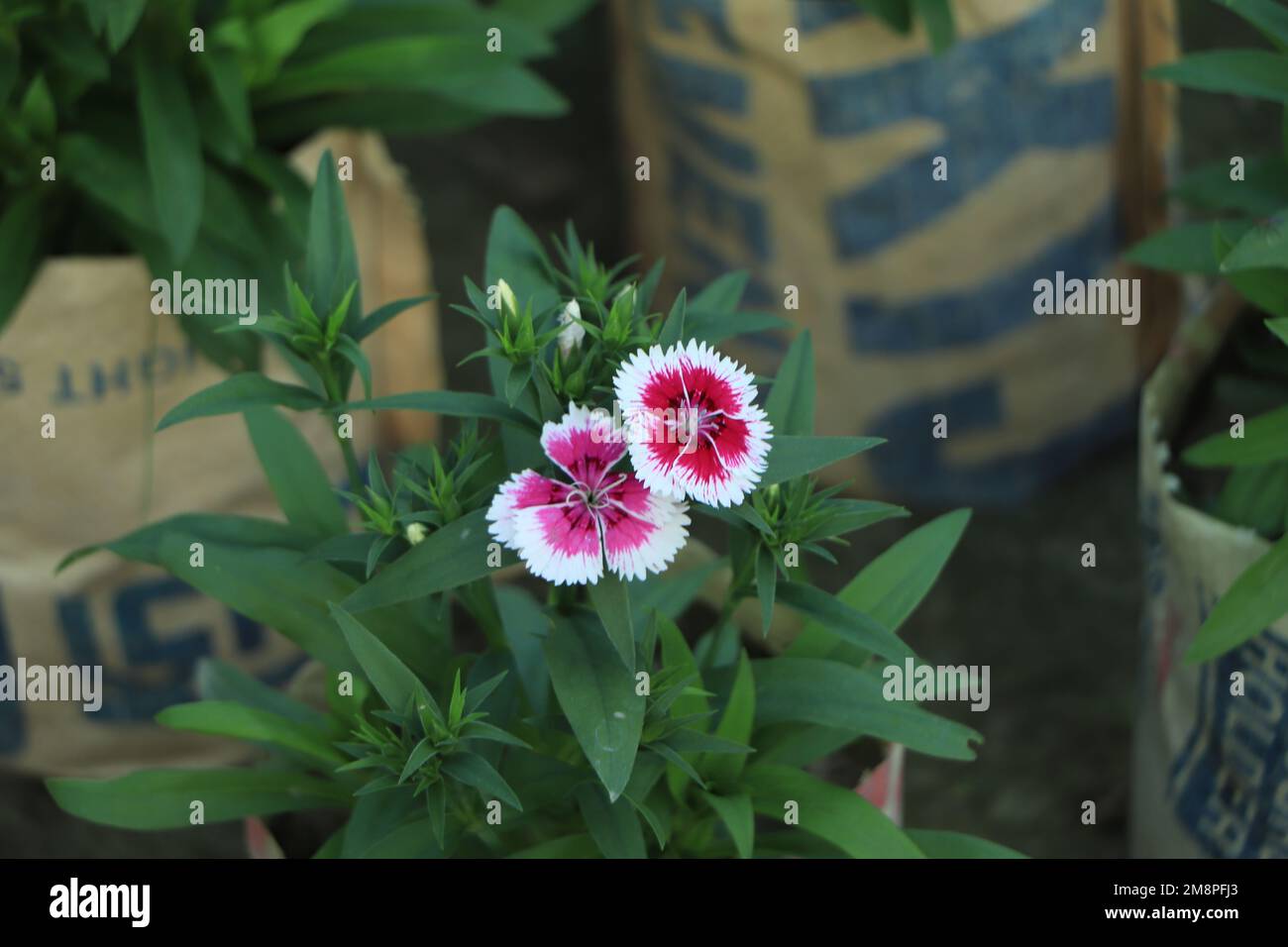 Indian pink dianthus chinensis hi-res stock photography and images - Alamy