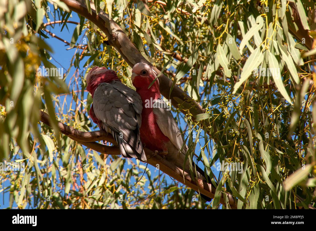 Two galahs perched in tree hi-res stock photography and images - Alamy