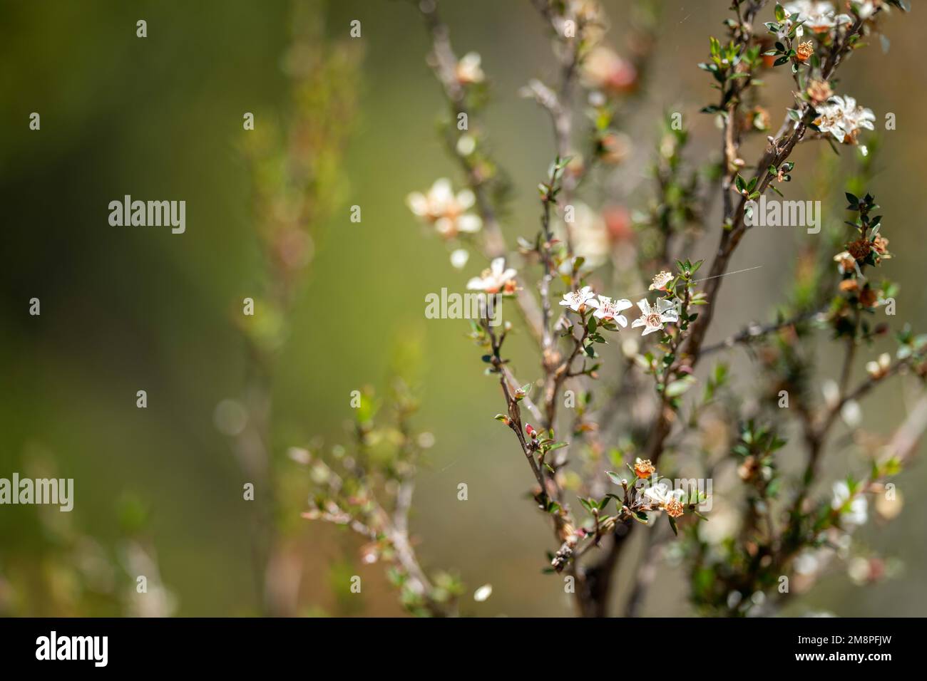 tea tree flower and seeds in tasmania australia in summer Stock Photo ...