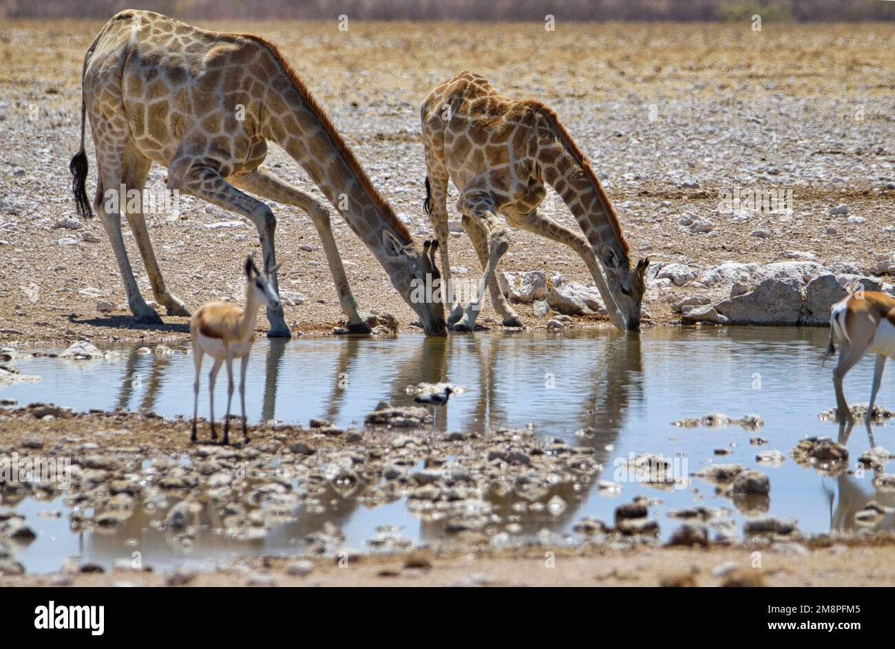 Beautiful colorful Birds in the Tsavo East, Tsavo West and Amboseli ...