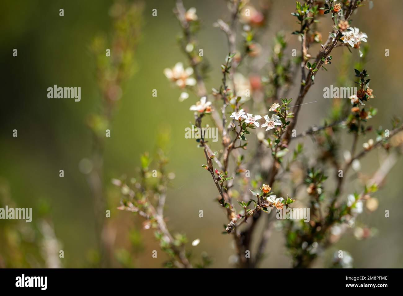 Native tasmanian flower hi-res stock photography and images - Alamy