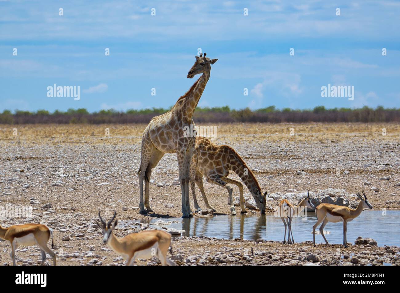 Beautiful colorful Birds in the Tsavo East, Tsavo West and Amboseli ...
