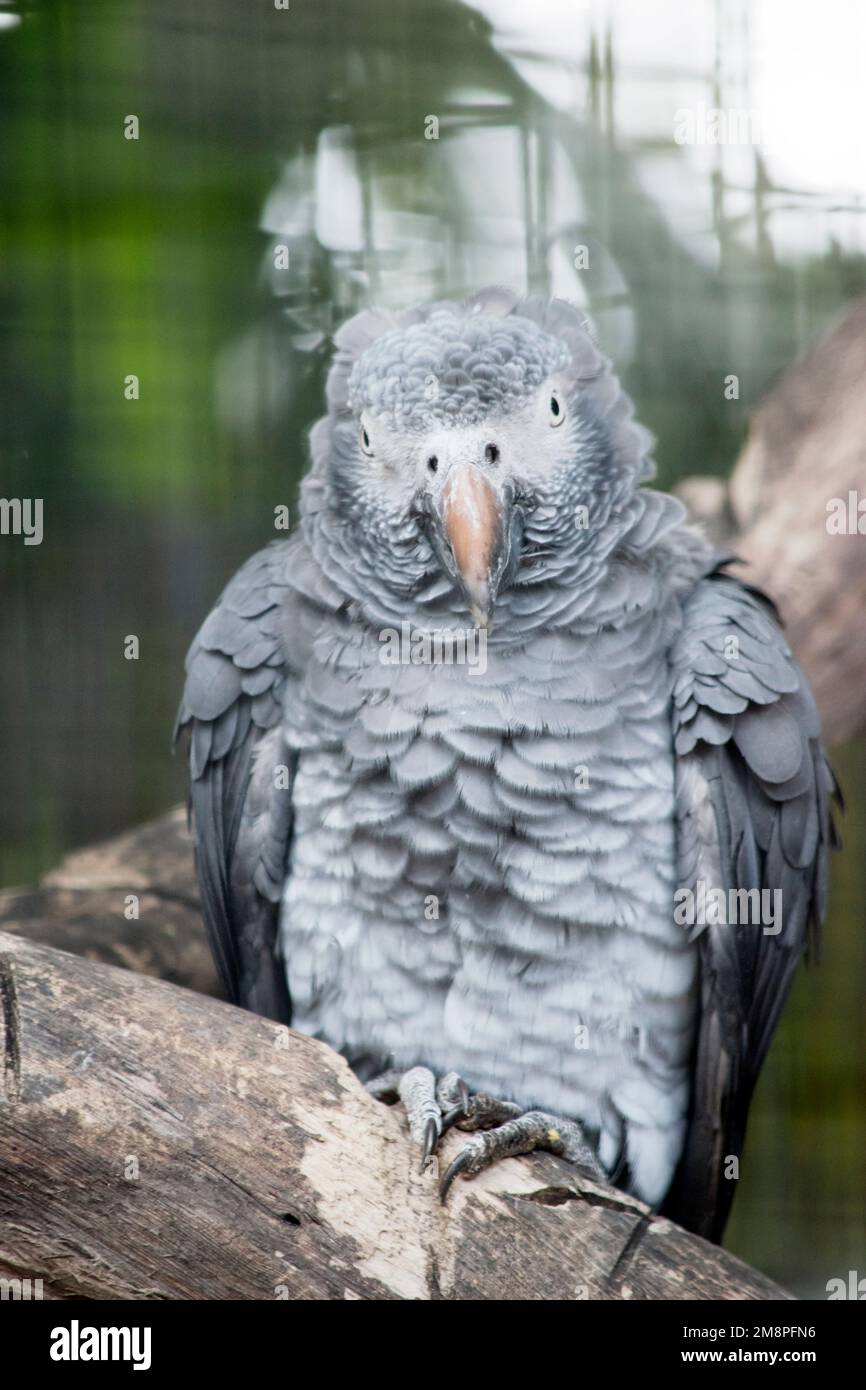 the young African grey parrot has a large cream bill and white mask ...