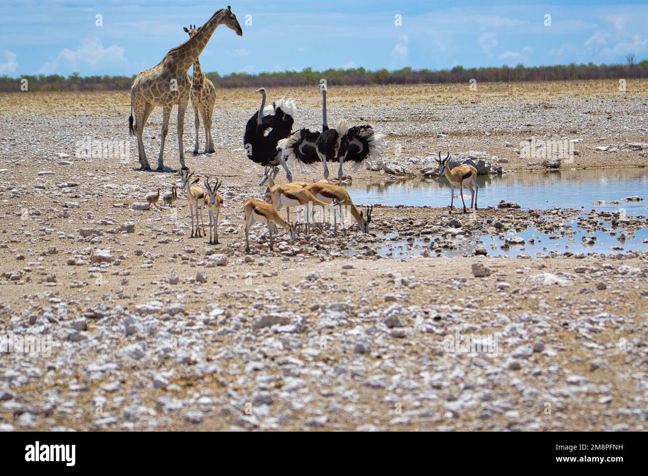 Beautiful colorful Birds in the Tsavo East, Tsavo West and Amboseli ...