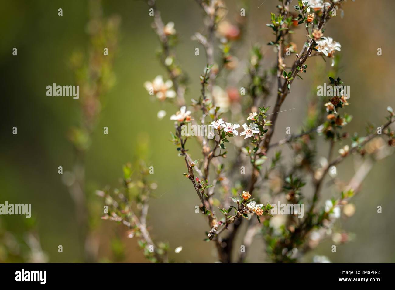 tea tree flower and seeds in tasmania australia in summer Stock Photo ...