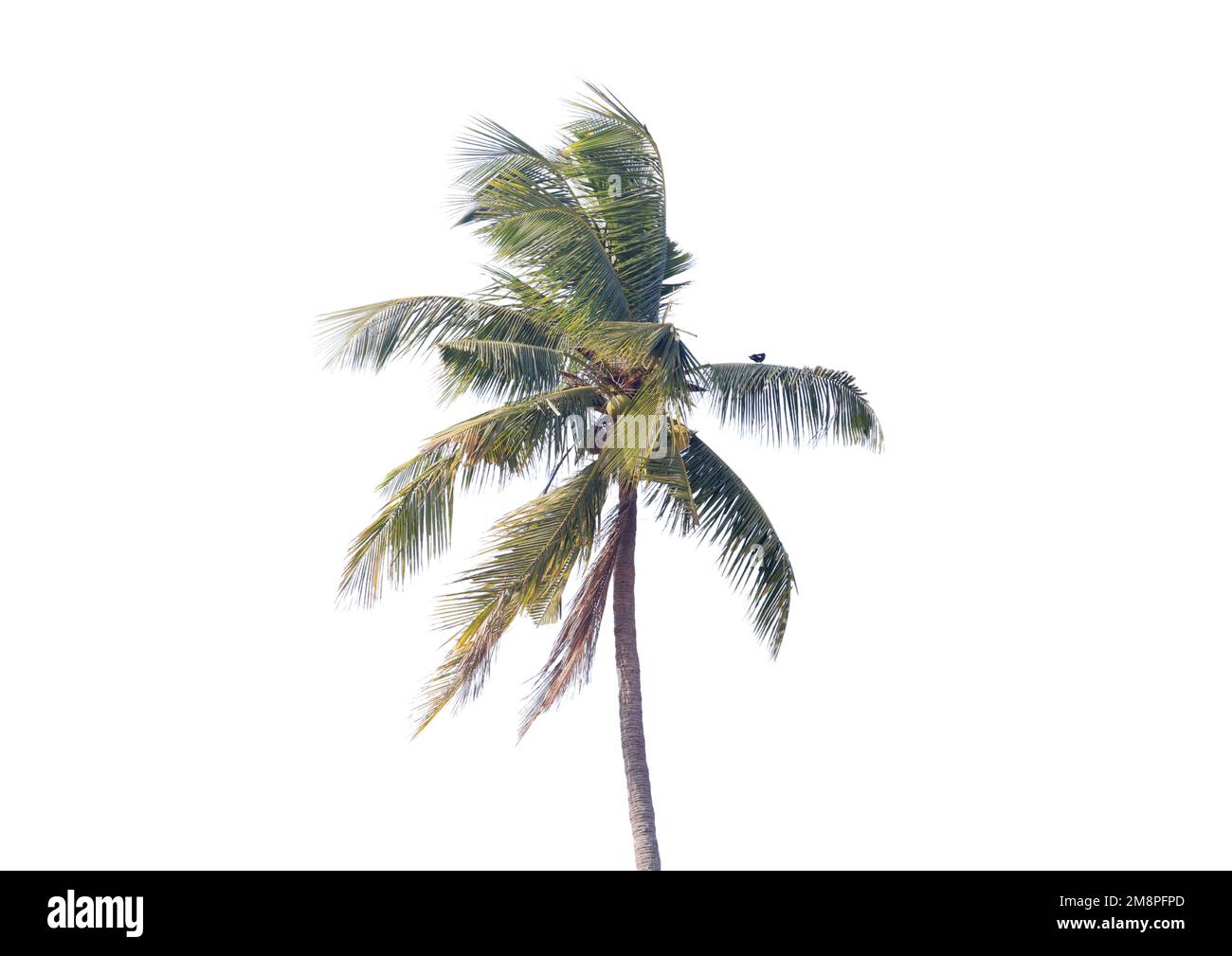 Palm tree coconut realistic Cut Out Stock Images & Pictures - Alamy
