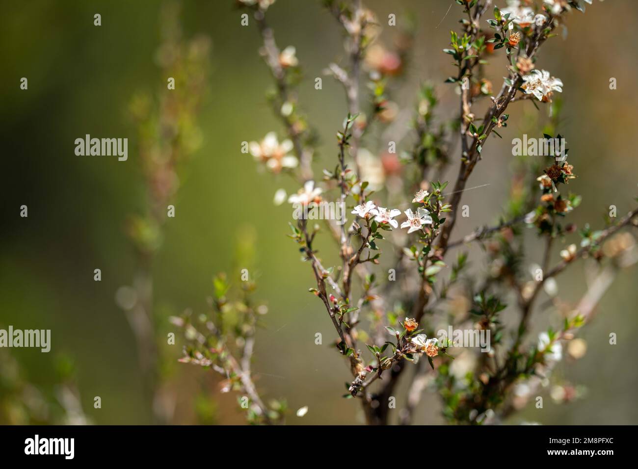 Tea tree flower hi-res stock photography and images - Alamy