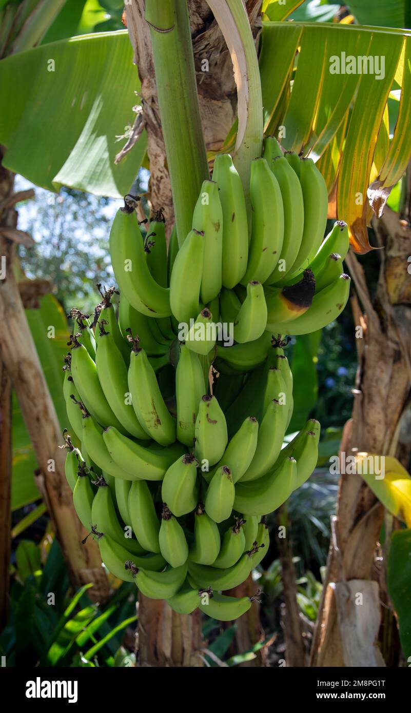 A bunch of unripened bananas growing on a banana tree in the Caribbean ...