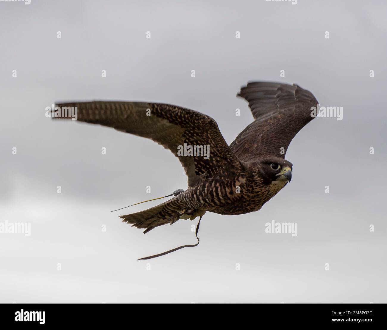 A Gyr Peregrine falcon in flight Stock Photo - Alamy