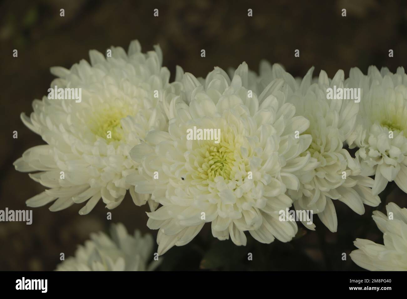 Chrysanthemums bouquet hi-res stock photography and images - Alamy