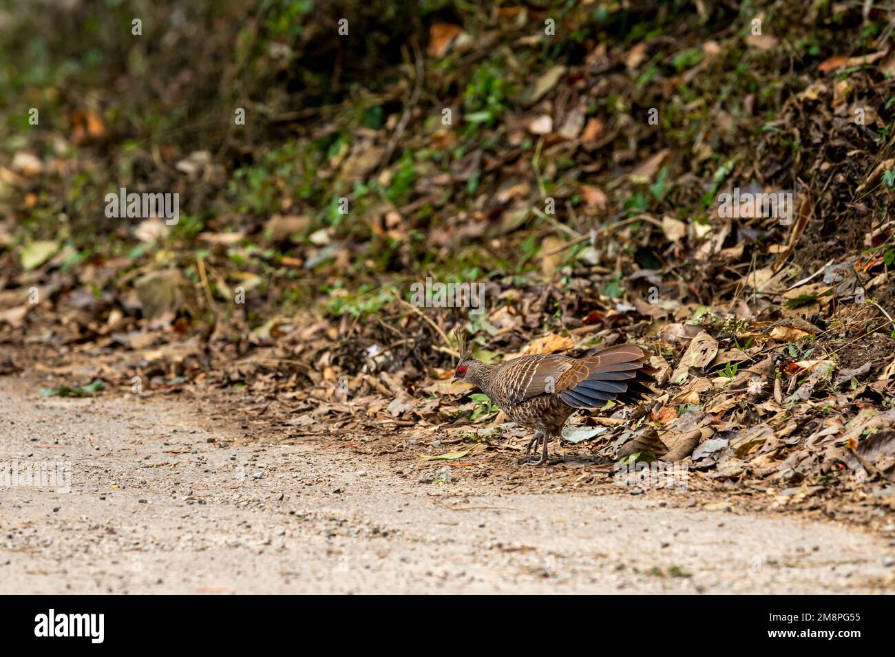 Kalij pheasant or Lophura leucomelanos female bird running on forest ...