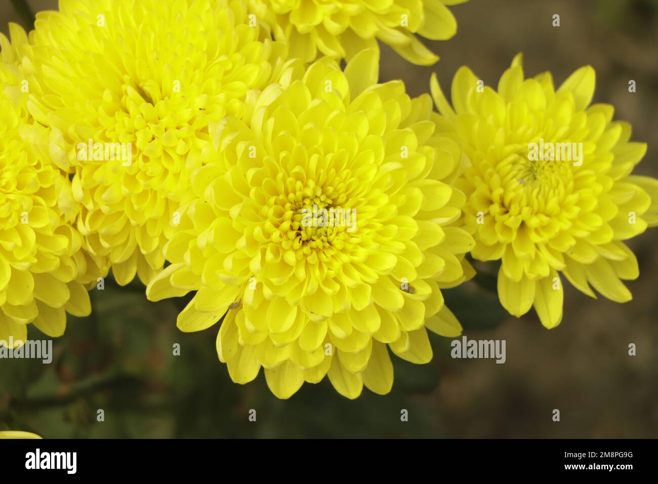 Yellow chrysanthemums daisy flower background pattern bloom Stock Photo ...