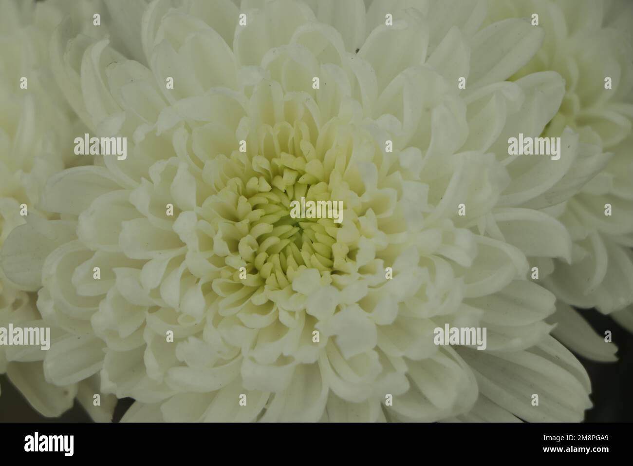 Chrysanthemum white flower hi-res stock photography and images - Alamy