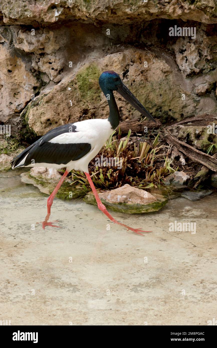 the black necked stork or Jabiru is a tall bird with a blue head and ...