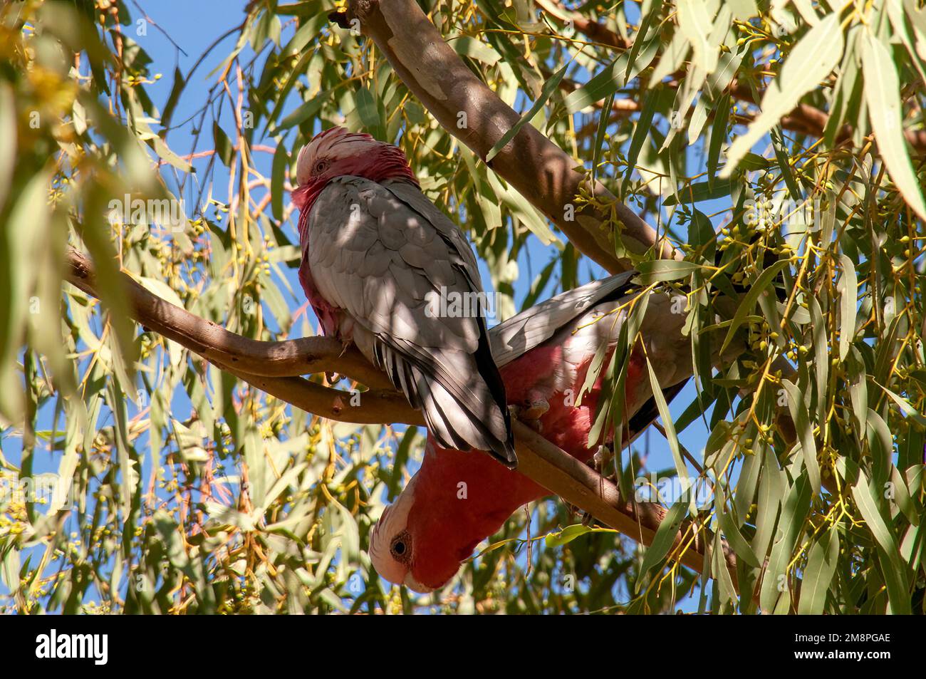 Two galahs perched in tree hi-res stock photography and images - Alamy