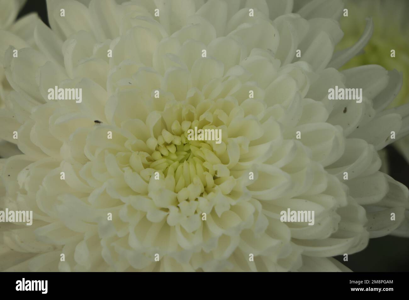 White chrysanthemum closeup on blurred background. The small flower ...