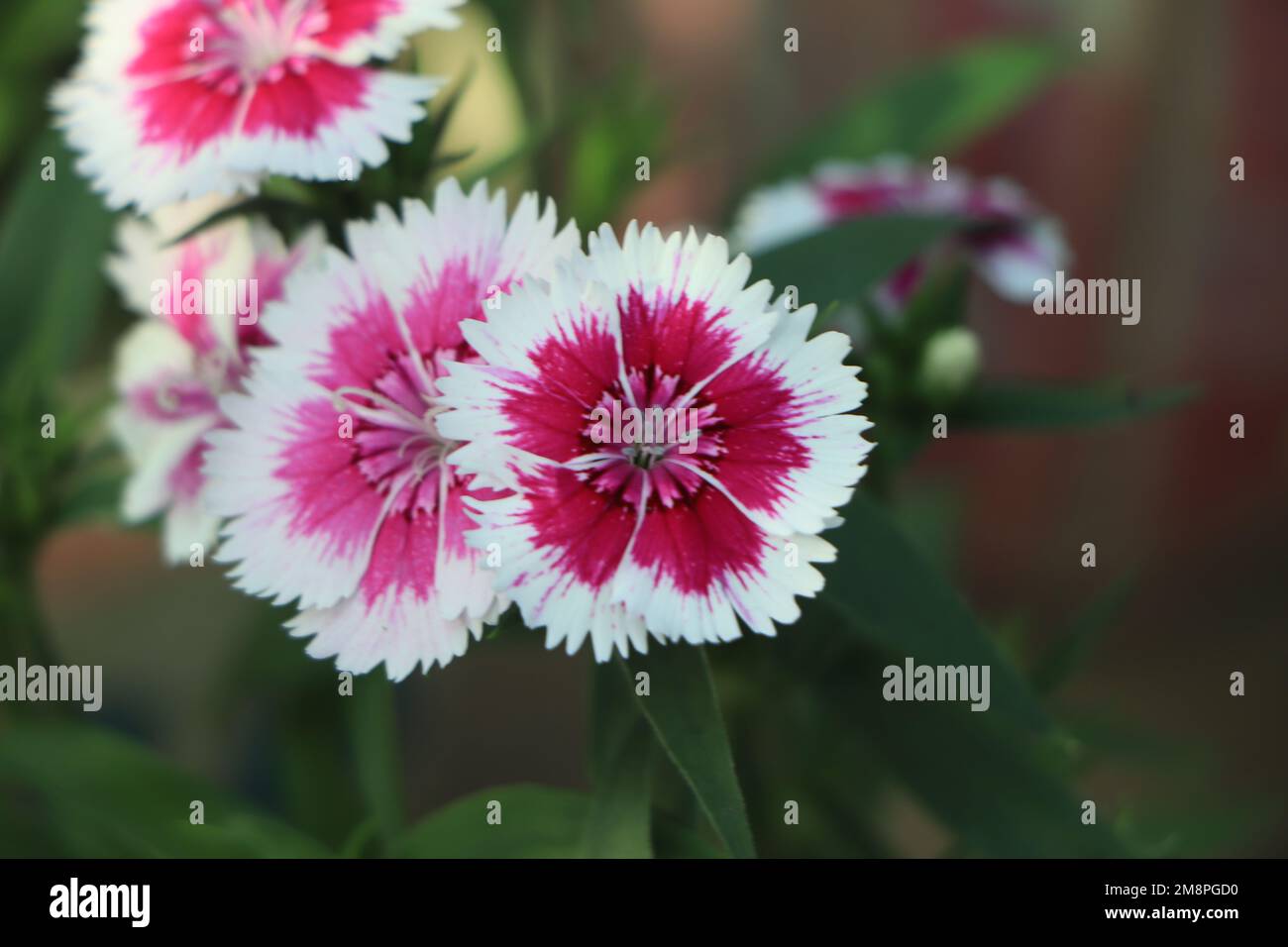 Dianthus flower (Dianthus chinensis) in garden Stock Photo - Alamy