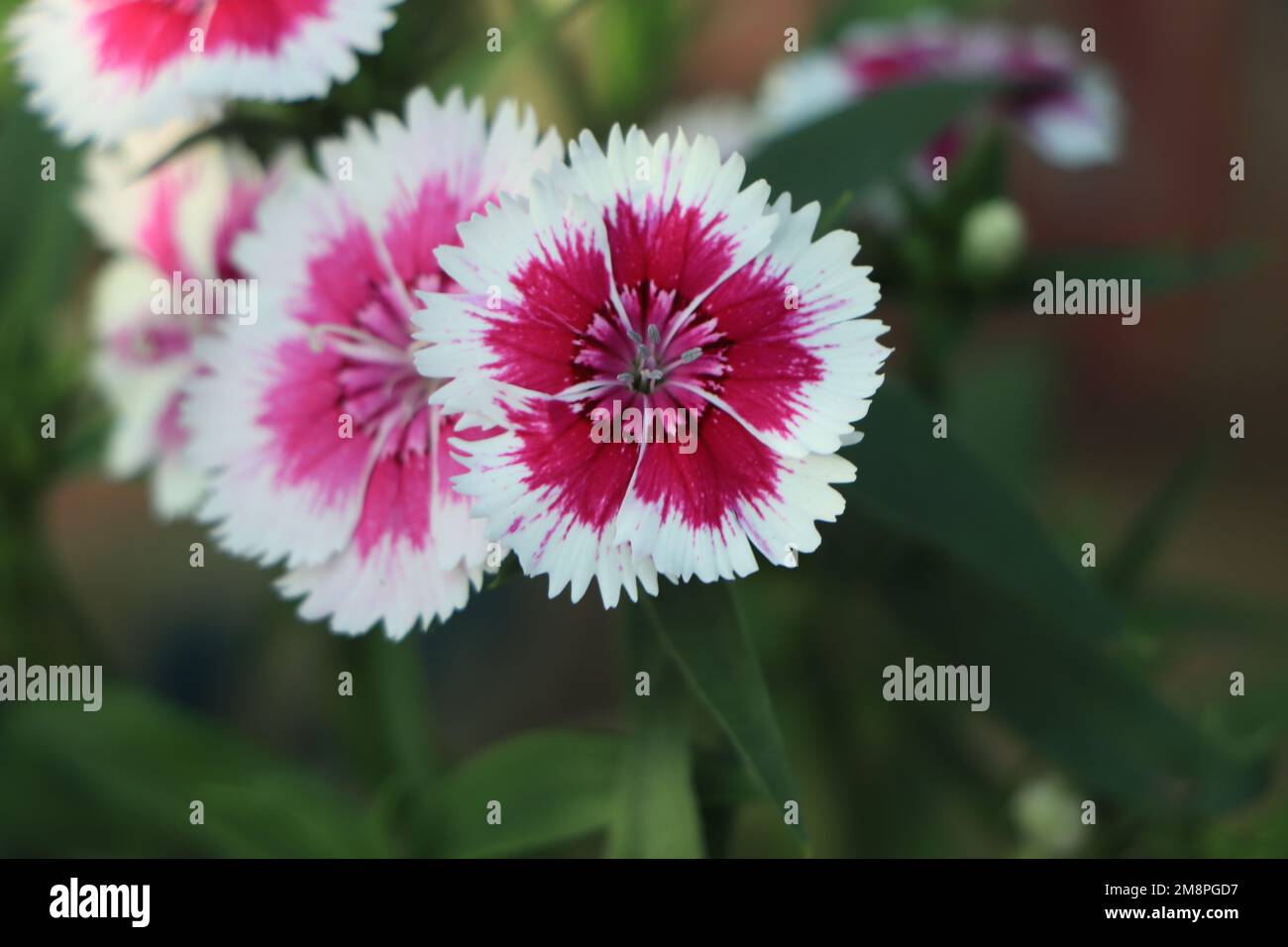 Beautiful Background of blooming Snowfire, China Doll, China Pink ...