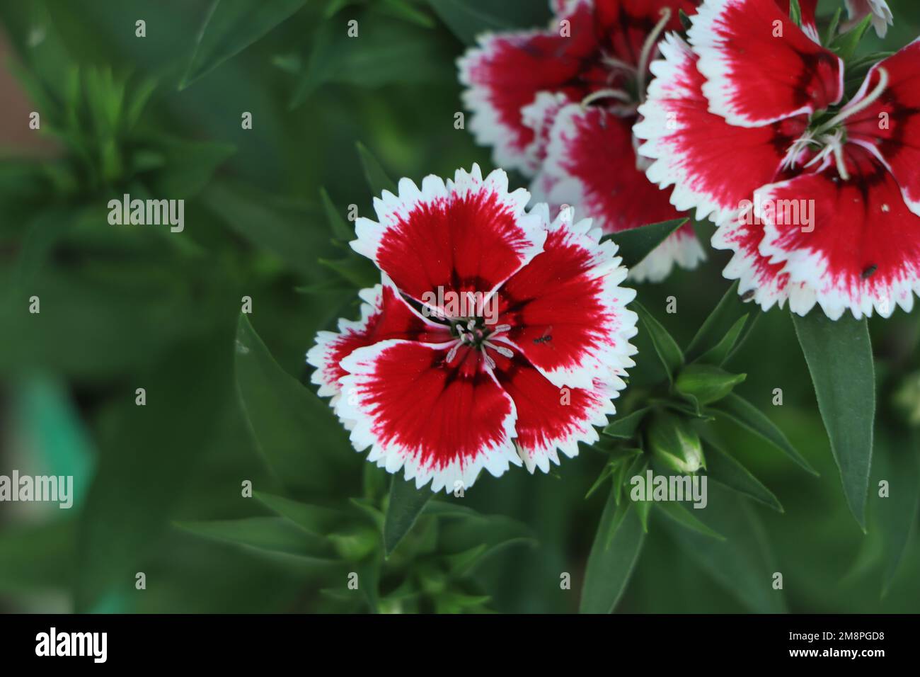 Dianthus chinensis china pink flowers hi-res stock photography and ...