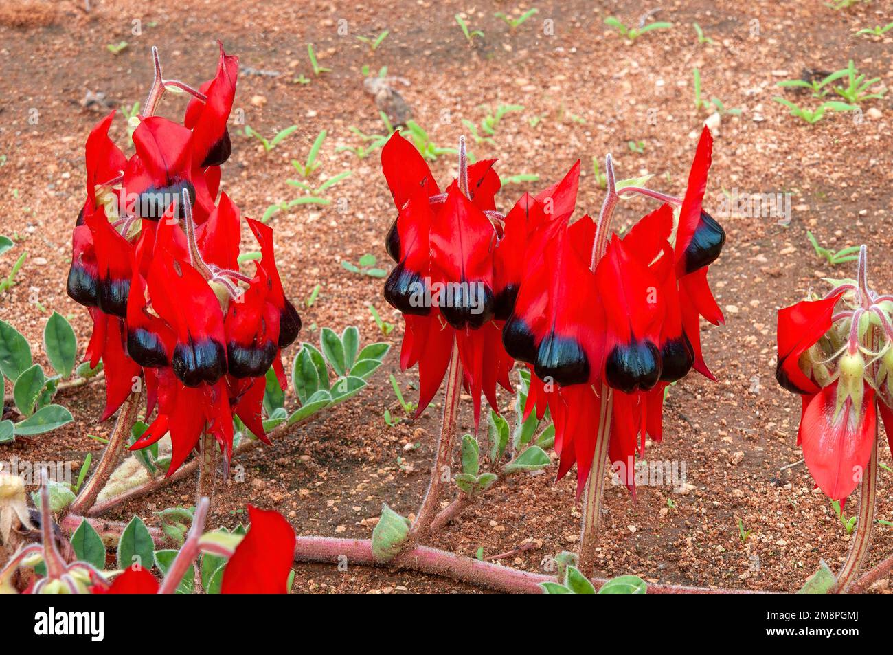 Mourquong Australia, flowering sturt's desert pea Stock Photo - Alamy
