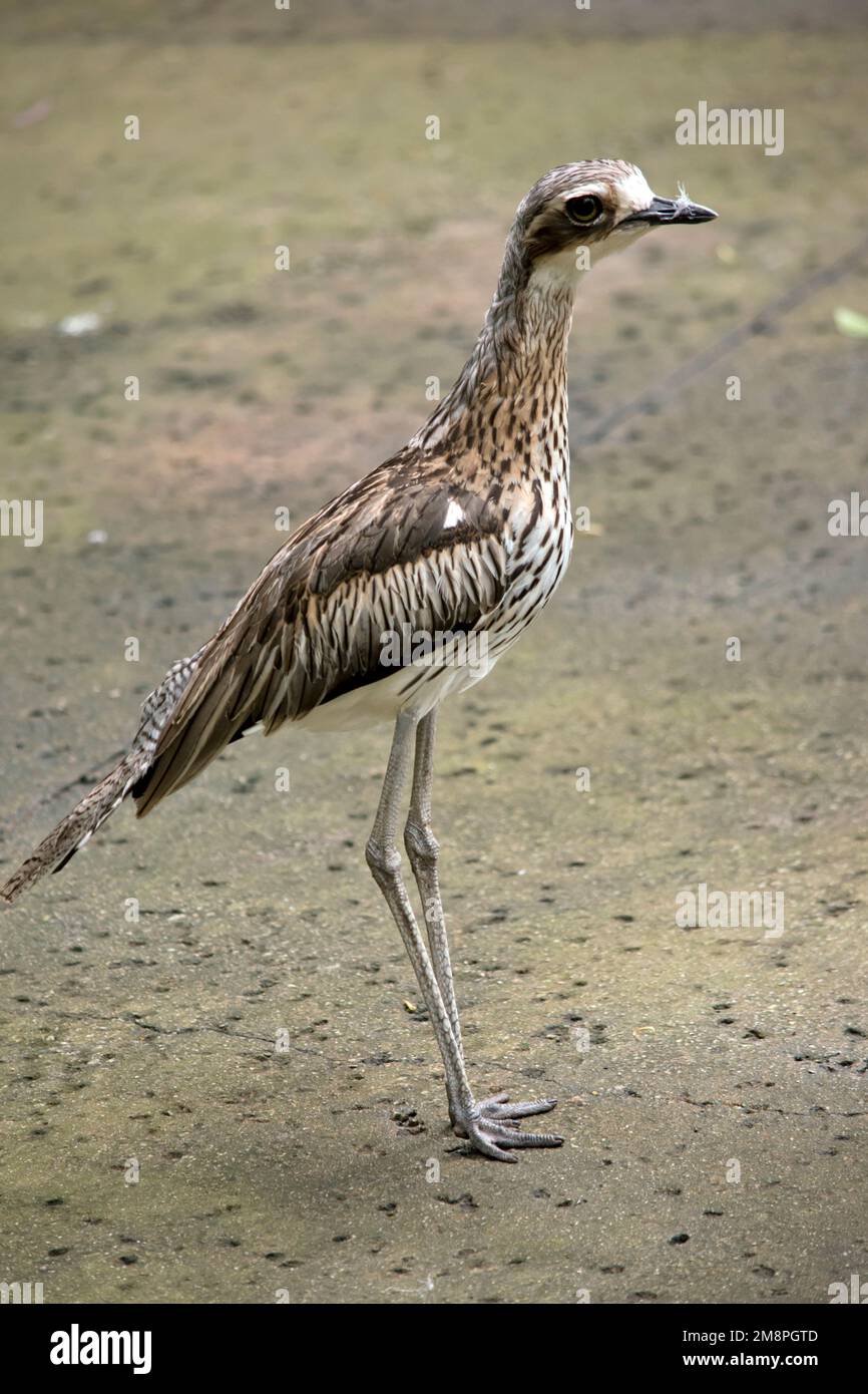 The bush stone-curlew or bush thick-kneed is a large, ground-dwelling ...