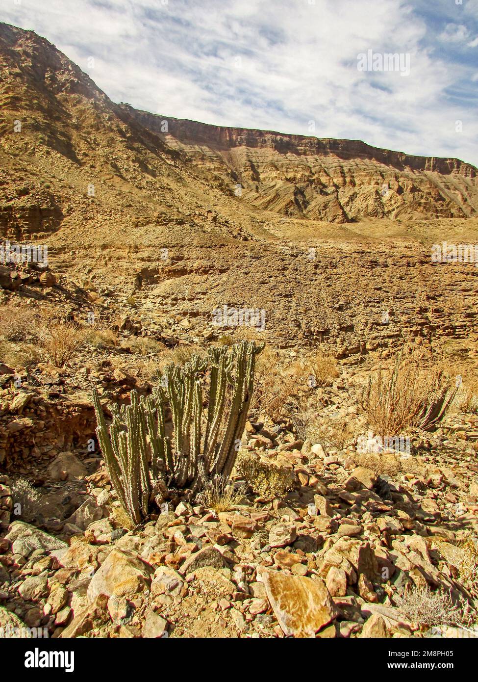 A Poison Euphorbia, Euphorbia Virosa, growing in the desolate ...