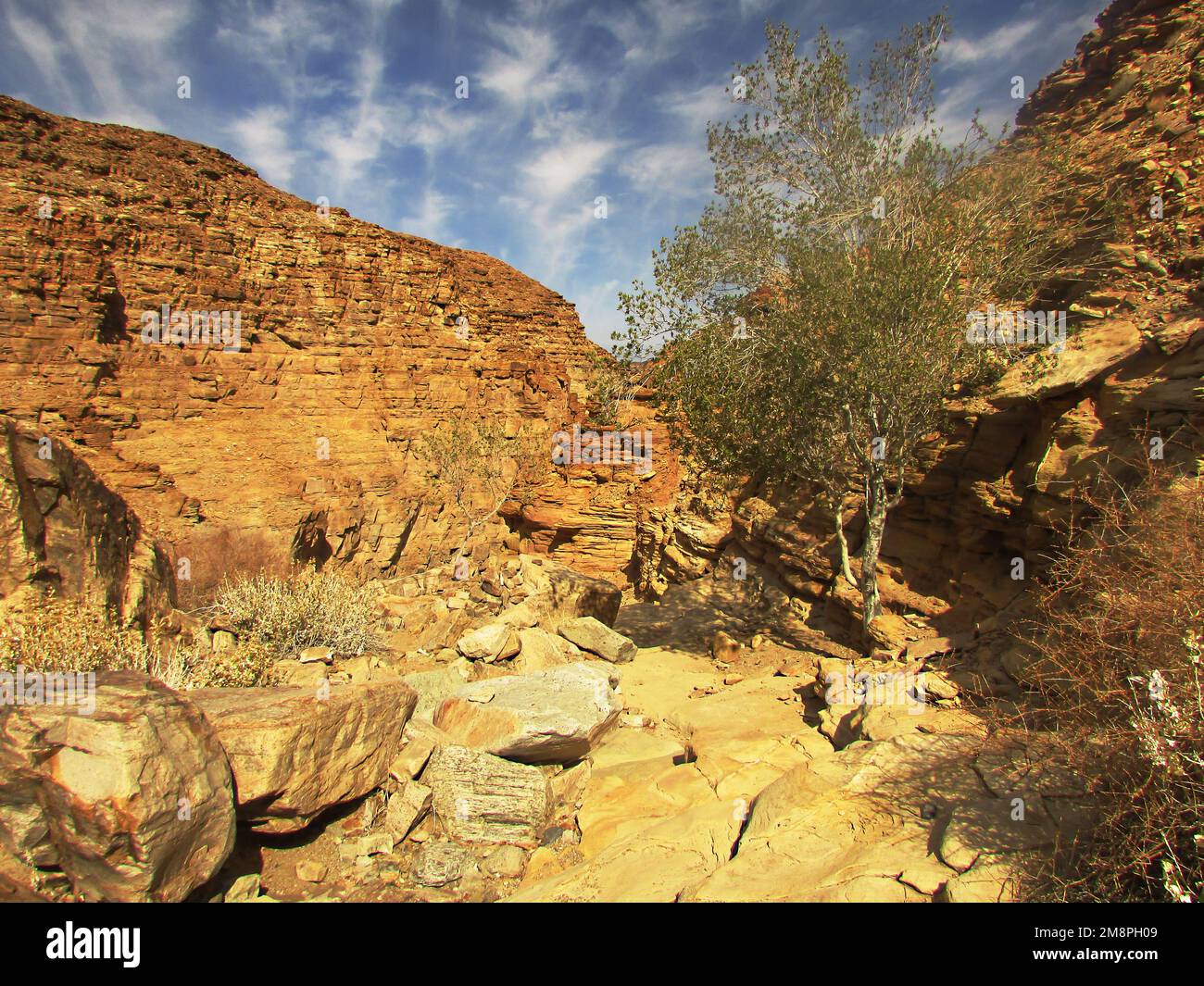 A single thorn tree, sheltered in a small dry ravine in the Fish River ...