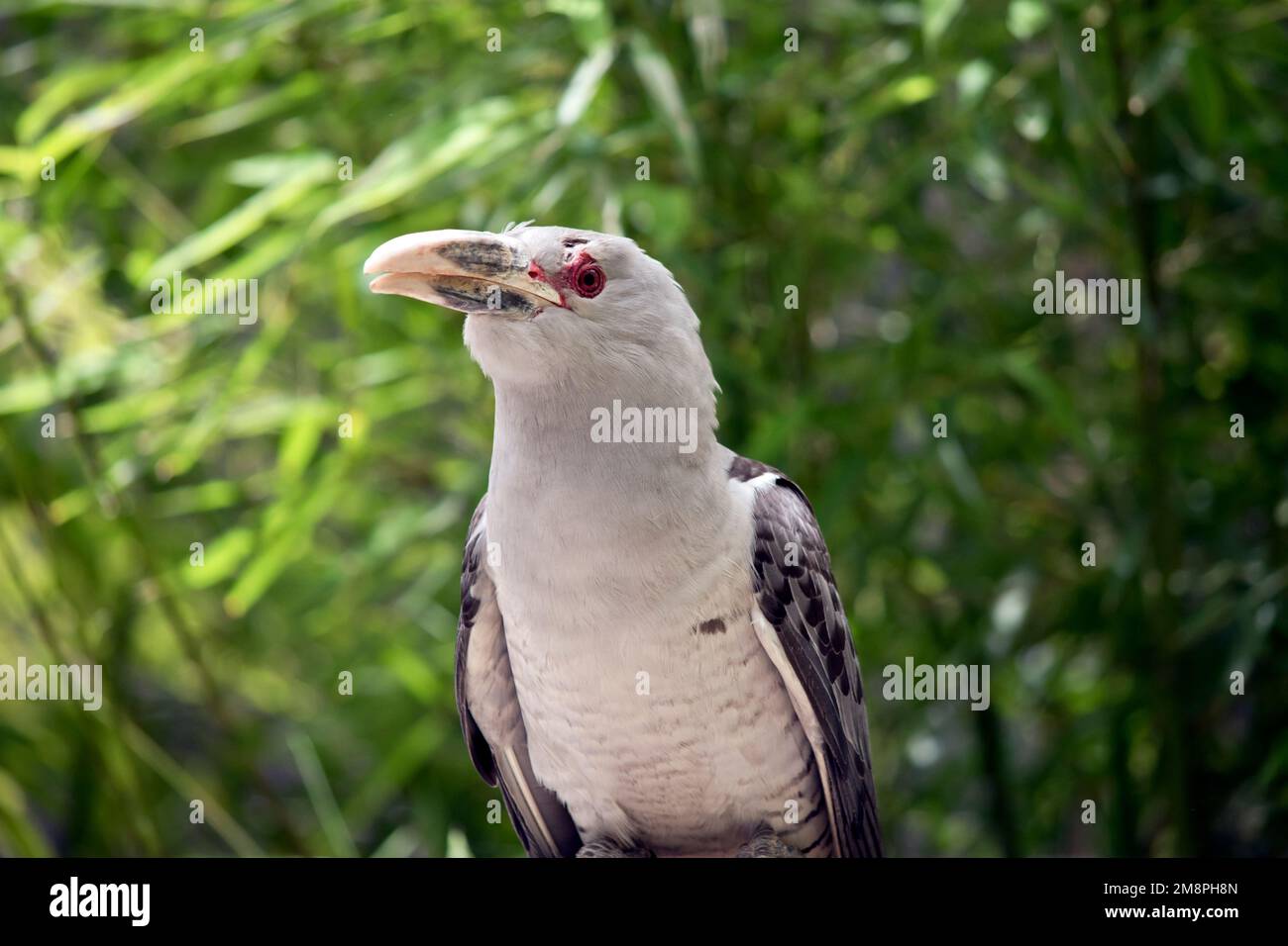 the channel bill cuckoo has a red eyering and enormous pale beak. A ...