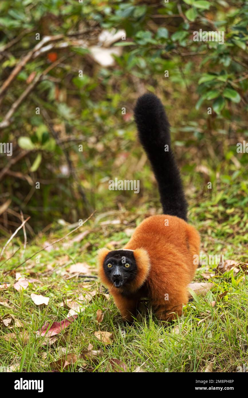 Red Ruffed Lemur - Varecia rubra, beautiful colored primate from North ...