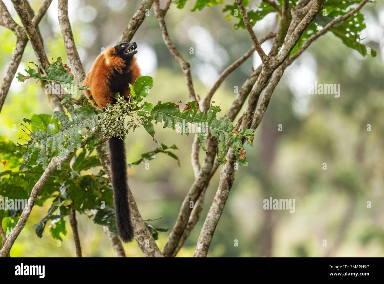 Red Ruffed Lemur - Varecia rubra, beautiful colored primate from North ...