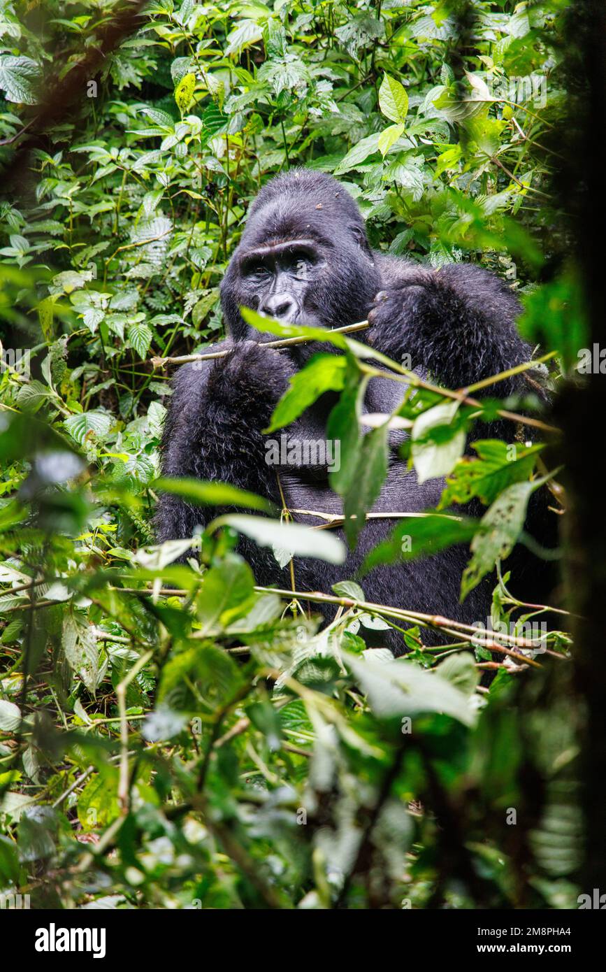 Portrait of an Eastern Silverback mountain gorilla in tropical forest ...