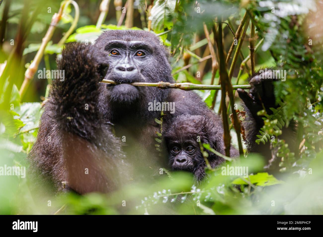 Portrait of an Eastern mountain mother and baby gorilla in tropical ...