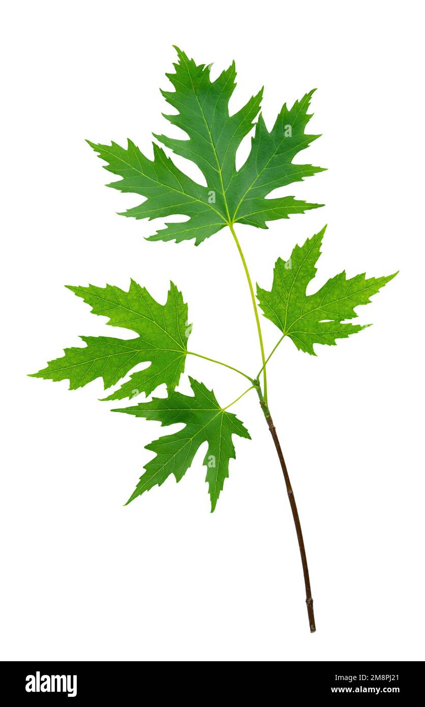 Green maple tree branch isolated on white background with clipping path ...