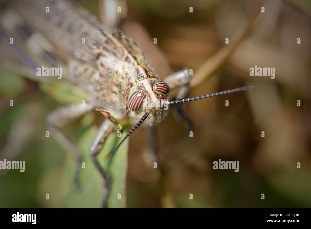 Grasshopper closeup. Focus on head and eyes. Northern portuguese meadow ...