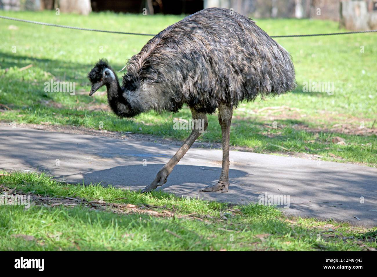 the emu is the tallest bird in Australia it can not fly Stock Photo - Alamy