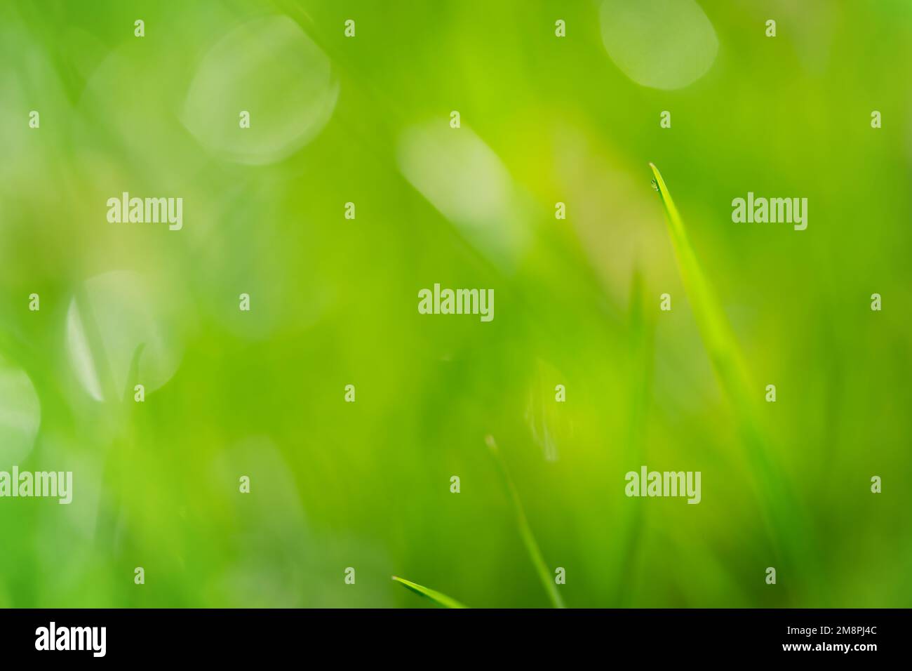 Abstract green grass natural background, soft focus Stock Photo - Alamy
