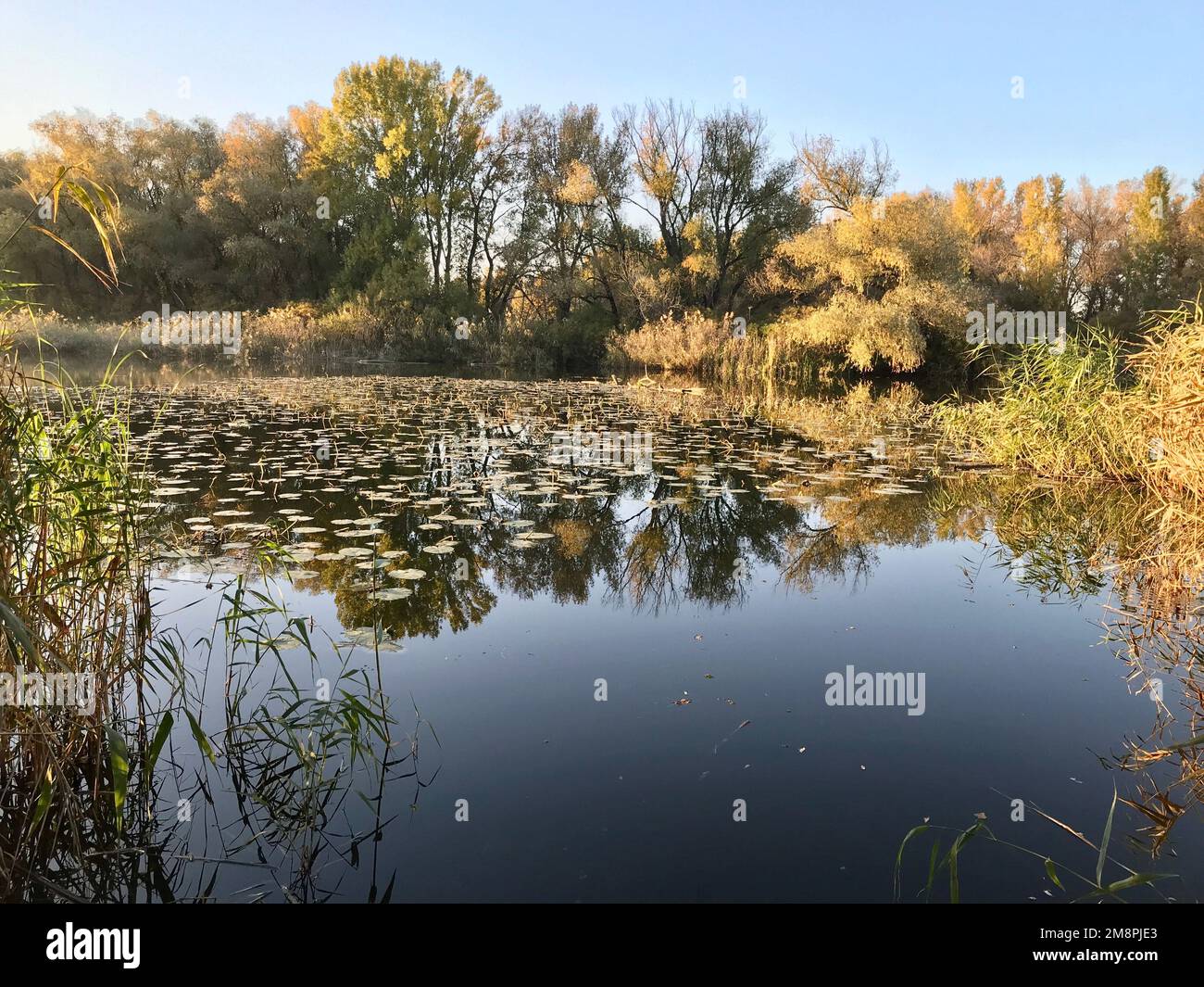 Autumn colors in the park in Ukraine Stock Photo - Alamy