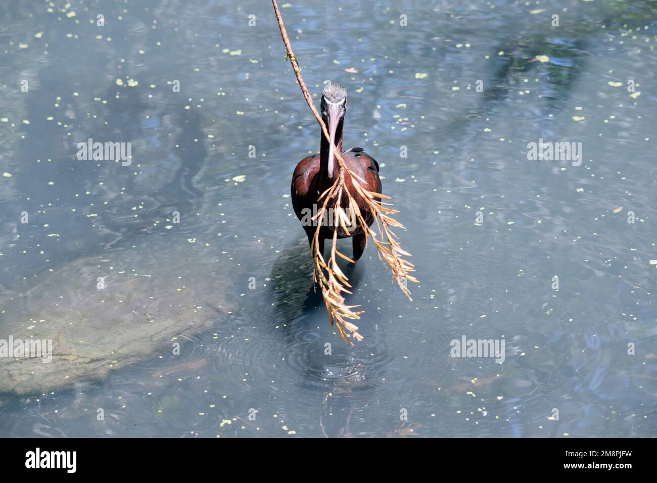 Glossy ibis nest hi-res stock photography and images - Alamy