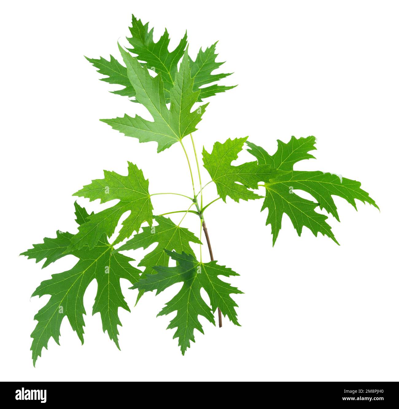Maple tree branch isolated on white background with clipping path Stock ...