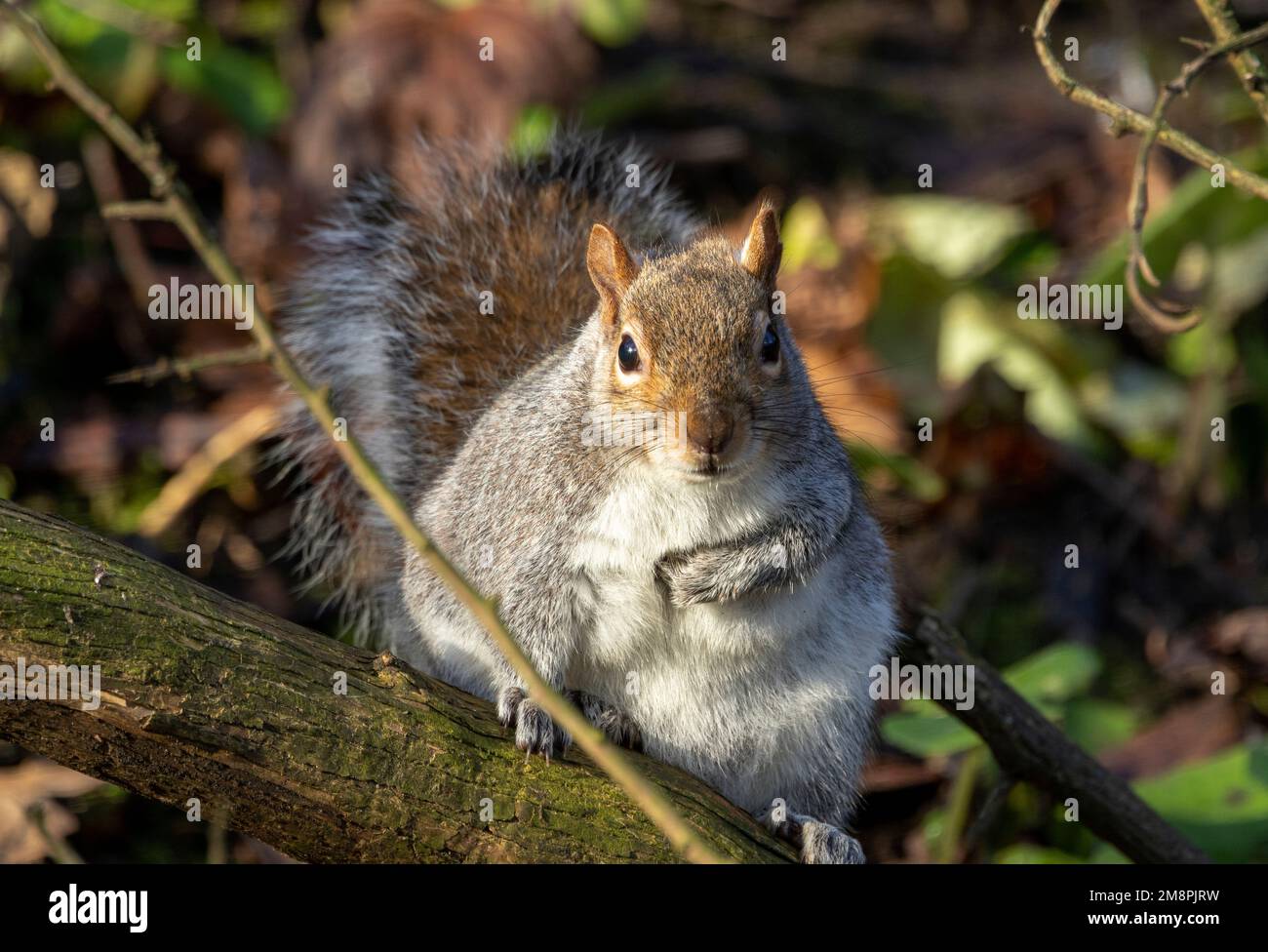 The Grey Squirrel was introduced to the UK over a century ago. They ...