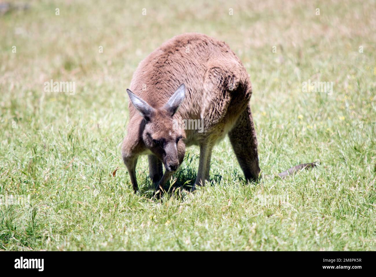 the Kangaroo-Island kangaroo is almost all brown with white on its ...
