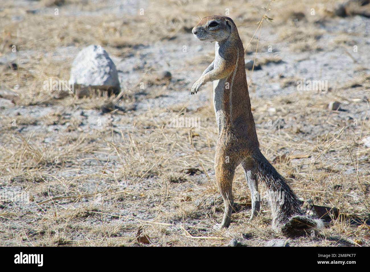Small African bush squirrels in Etosha National Park Stock Photo - Alamy