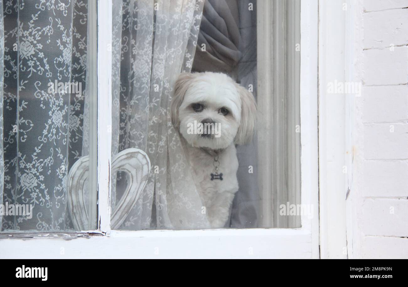 Cute White Dog in Window Stock Photo - Alamy