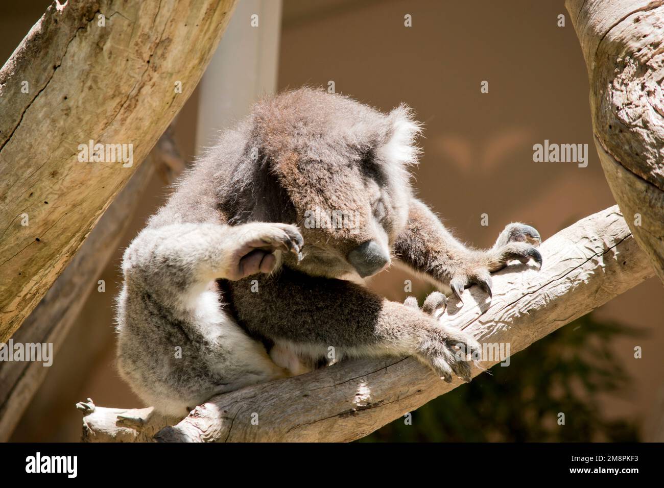 the koala has a grey tan body with a white chest and ears and a big ...