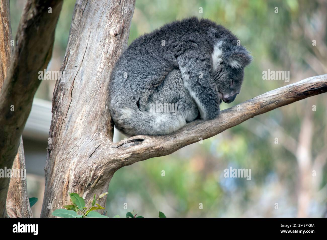 Koala joey sleeping hi-res stock photography and images - Alamy