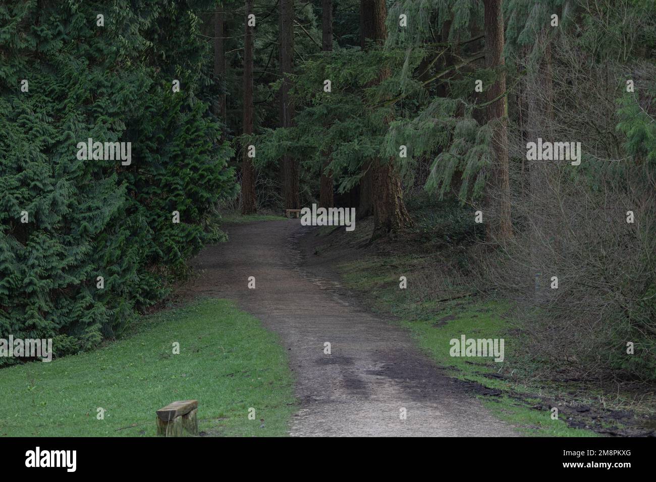 Wooden bench along footpath in forest Stock Photo - Alamy