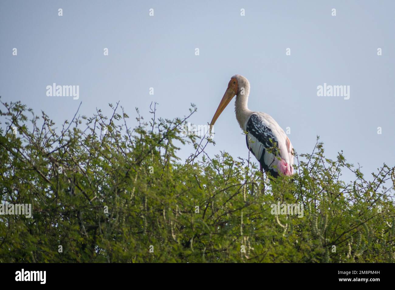 Painted Stork sitting on a branch of a tree at Bhigwan Bird Sanctuary ...