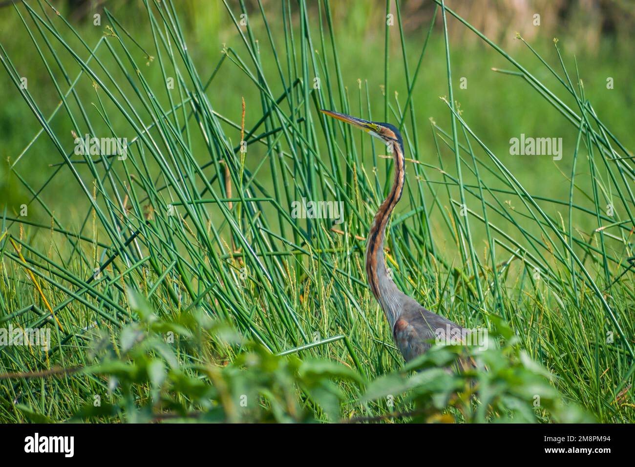 A Purple Heron perched against a green field background at Bhigwan Bird ...