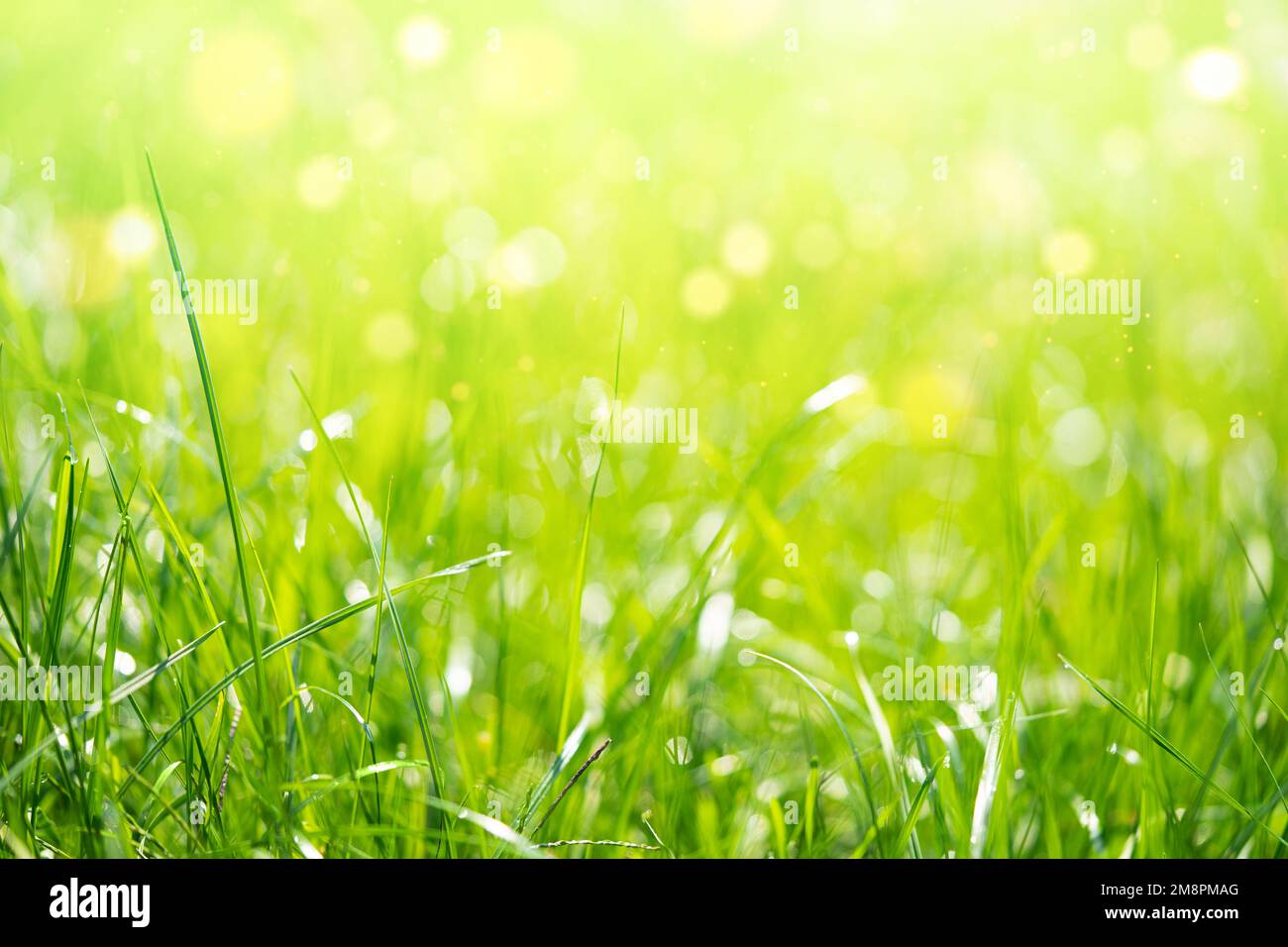 Green grass natural background with bokeh lights, selective focus Stock ...